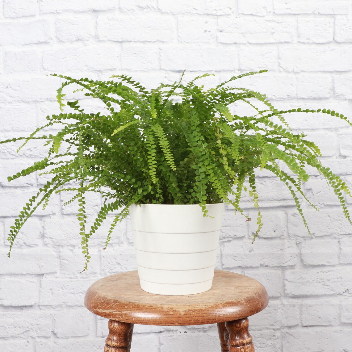 Live Lemon Button Fern Plant - 6" Decorative Plastic Pot - White ...