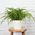 Live Lemon Button Fern Plant - 6" Decorative Plastic Pot - White ...