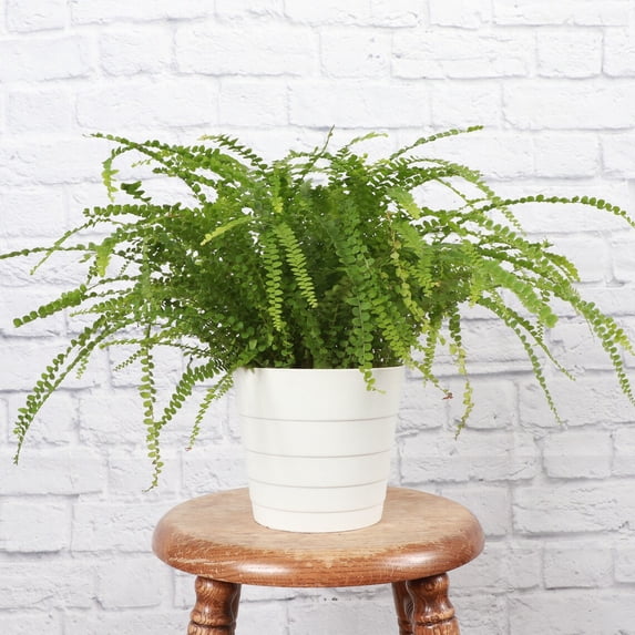 Live Lemon Button Fern Plant - 6" Decorative Plastic Pot - White ...