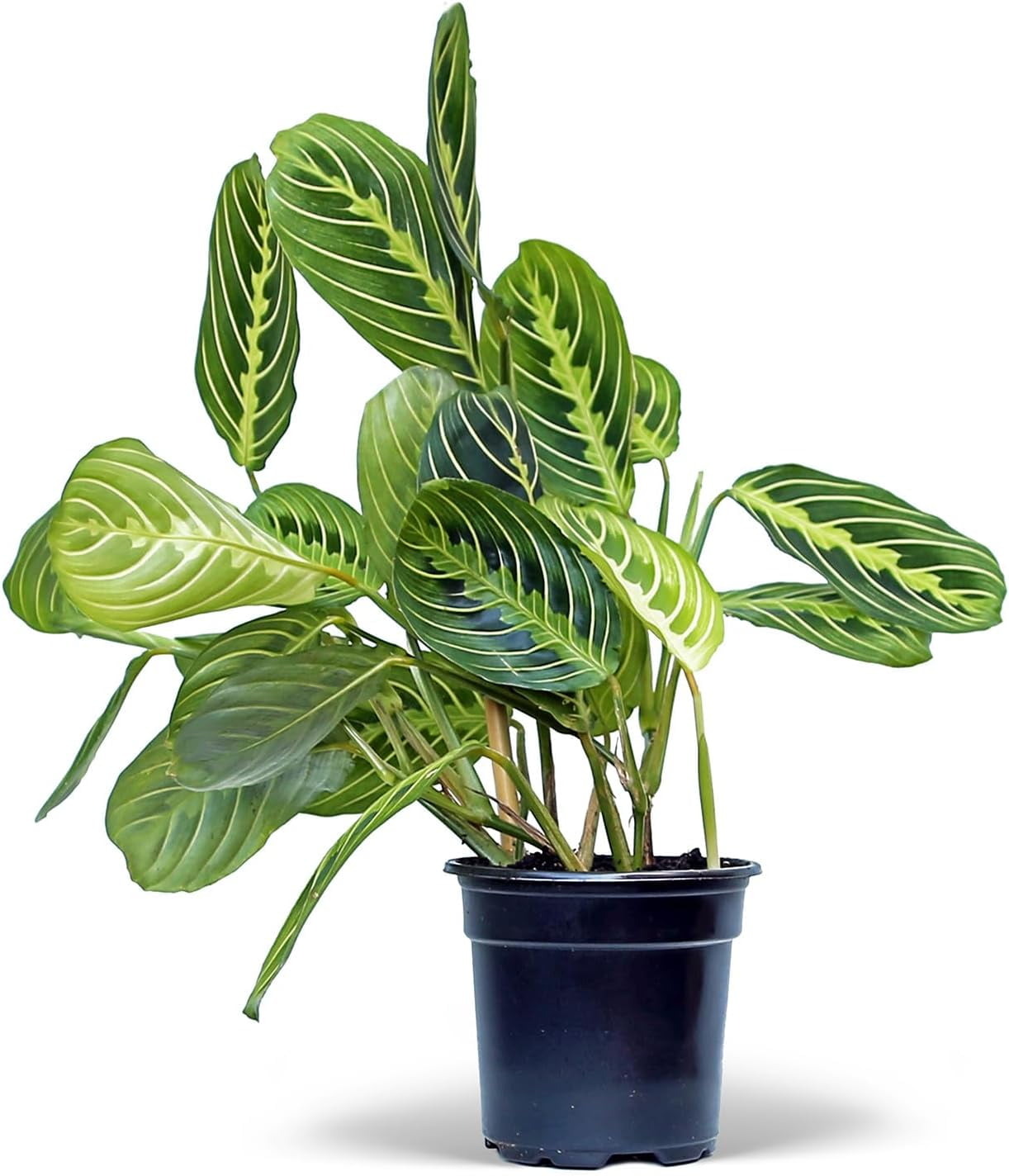 Live Lemon Green Maranta, Lemon Prayer Plant, Vine Houseplant ...