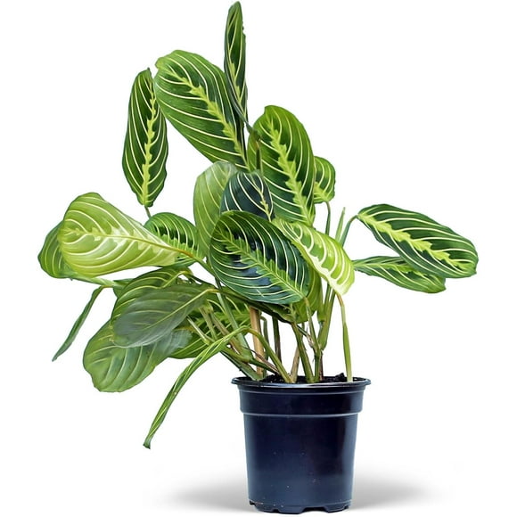 Prayer Plants in Indoor Plants - Walmart.com