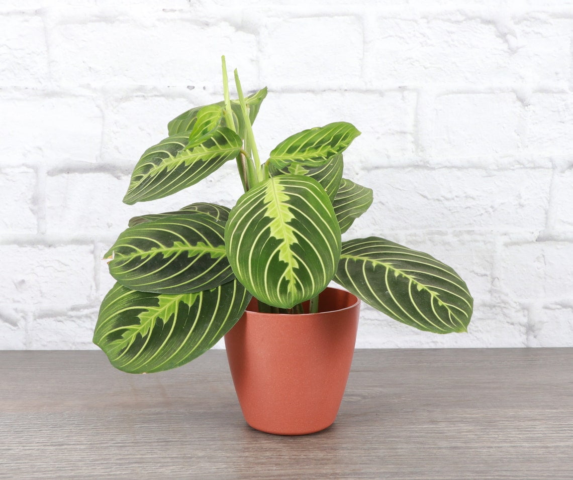 Live Lemon Lime Prayer Plant - 4" Biodegradable Pot - Terra Cotta ...