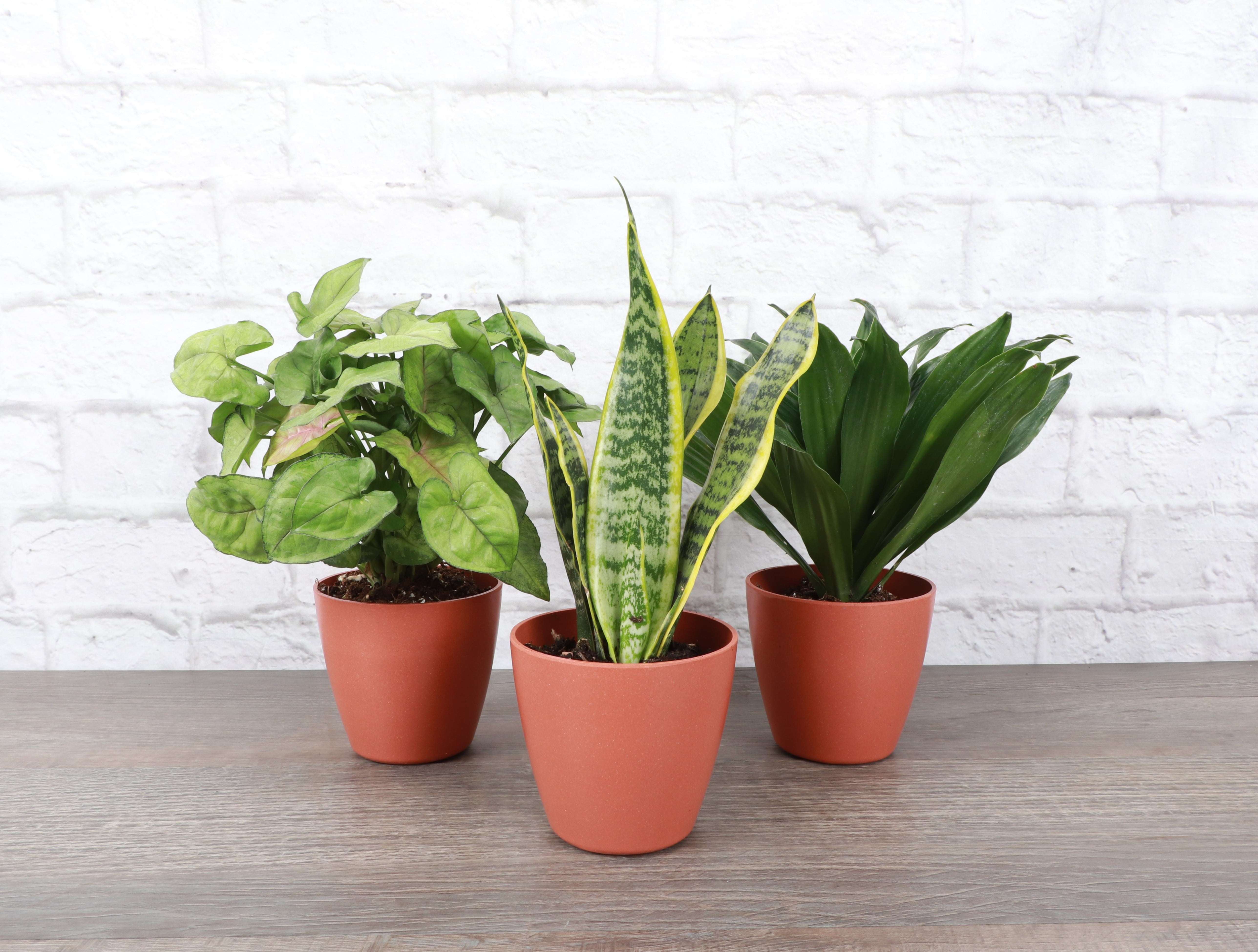 Live Low Light Houseplants - Set of 3 - 4" Diameter Decorative Pots ...