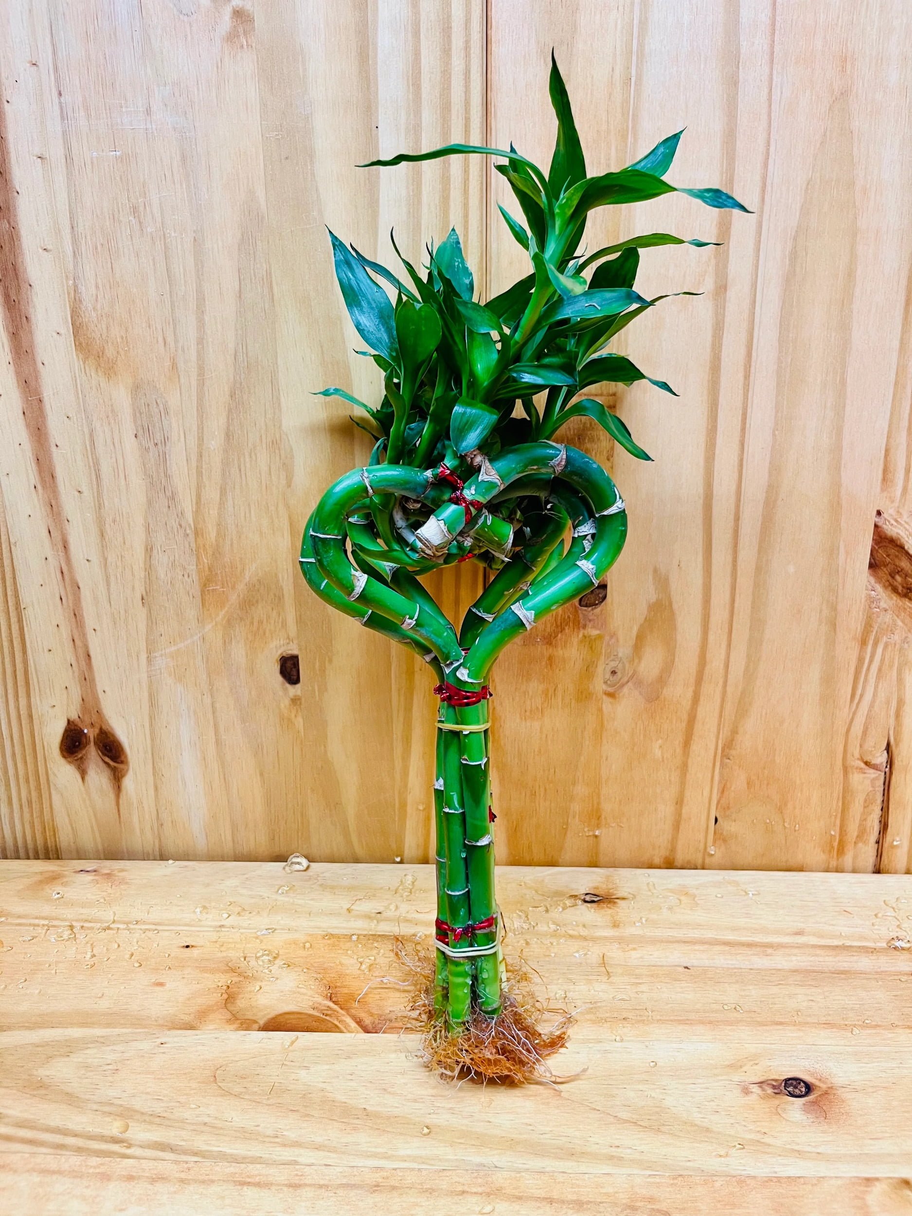 Live Lucky Bamboo 10 Heart Shape Bamboo Plant - Walmart.com