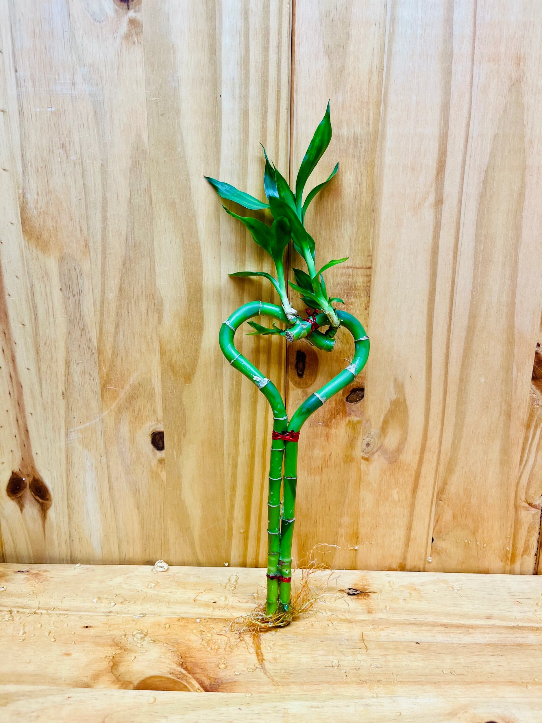 Live Lucky Bamboo 10 Heart Shape Bamboo Plant - Walmart.com