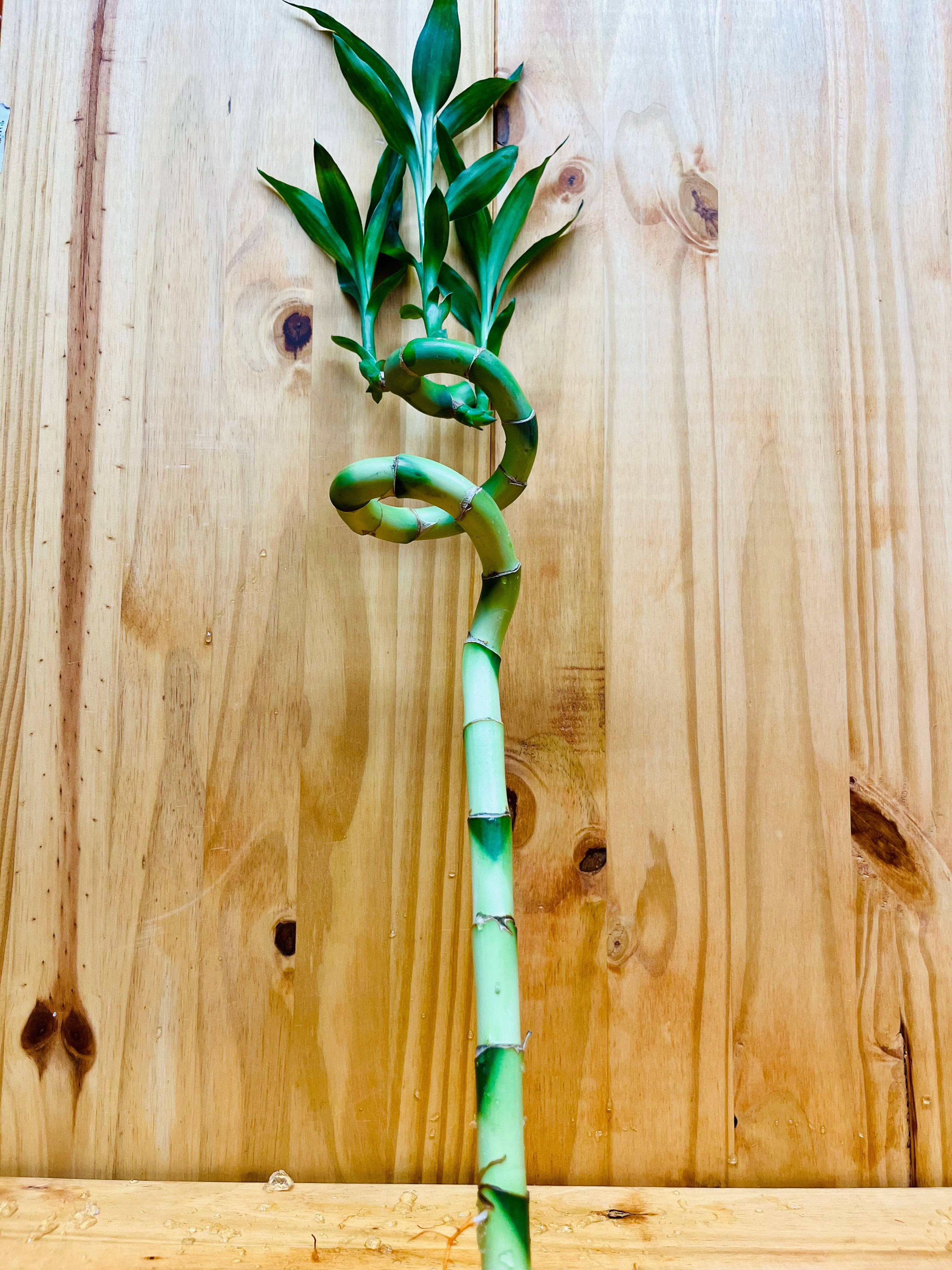 Live Lucky Bamboo 12” Spiral Shape Bamboo Plant - Walmart.com