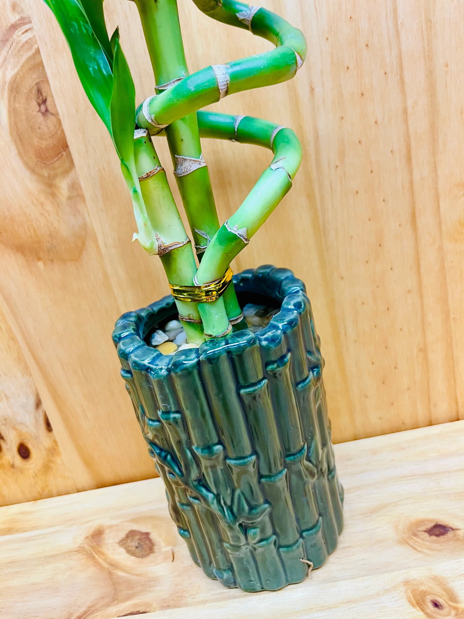 Live Lucky Bamboo Plant Spiral Arrangements in Ceramic Vase - Walmart.com