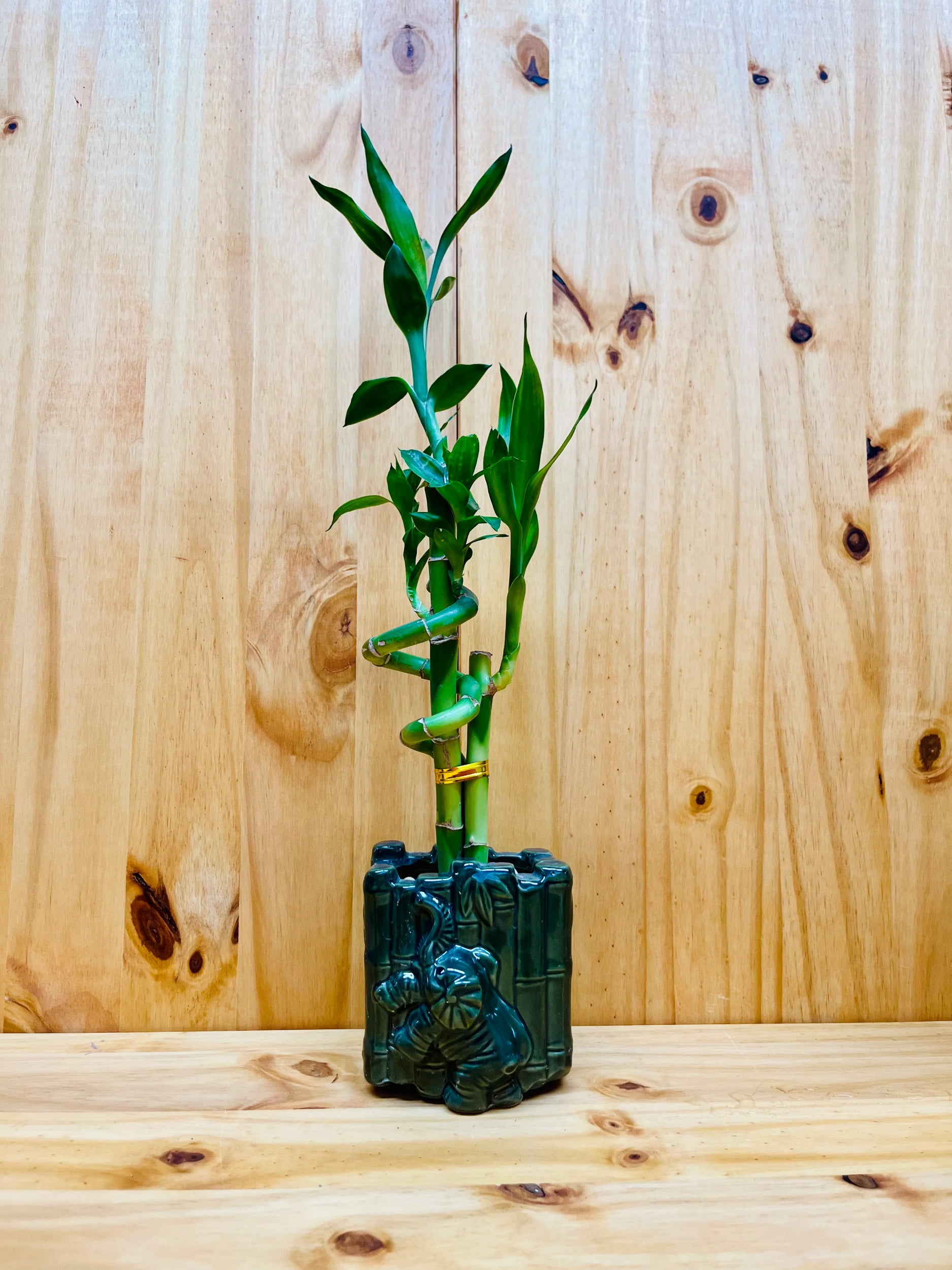 Live Lucky Bamboo Plant Spiral Arrangements in Ceramic Vase - Walmart.com