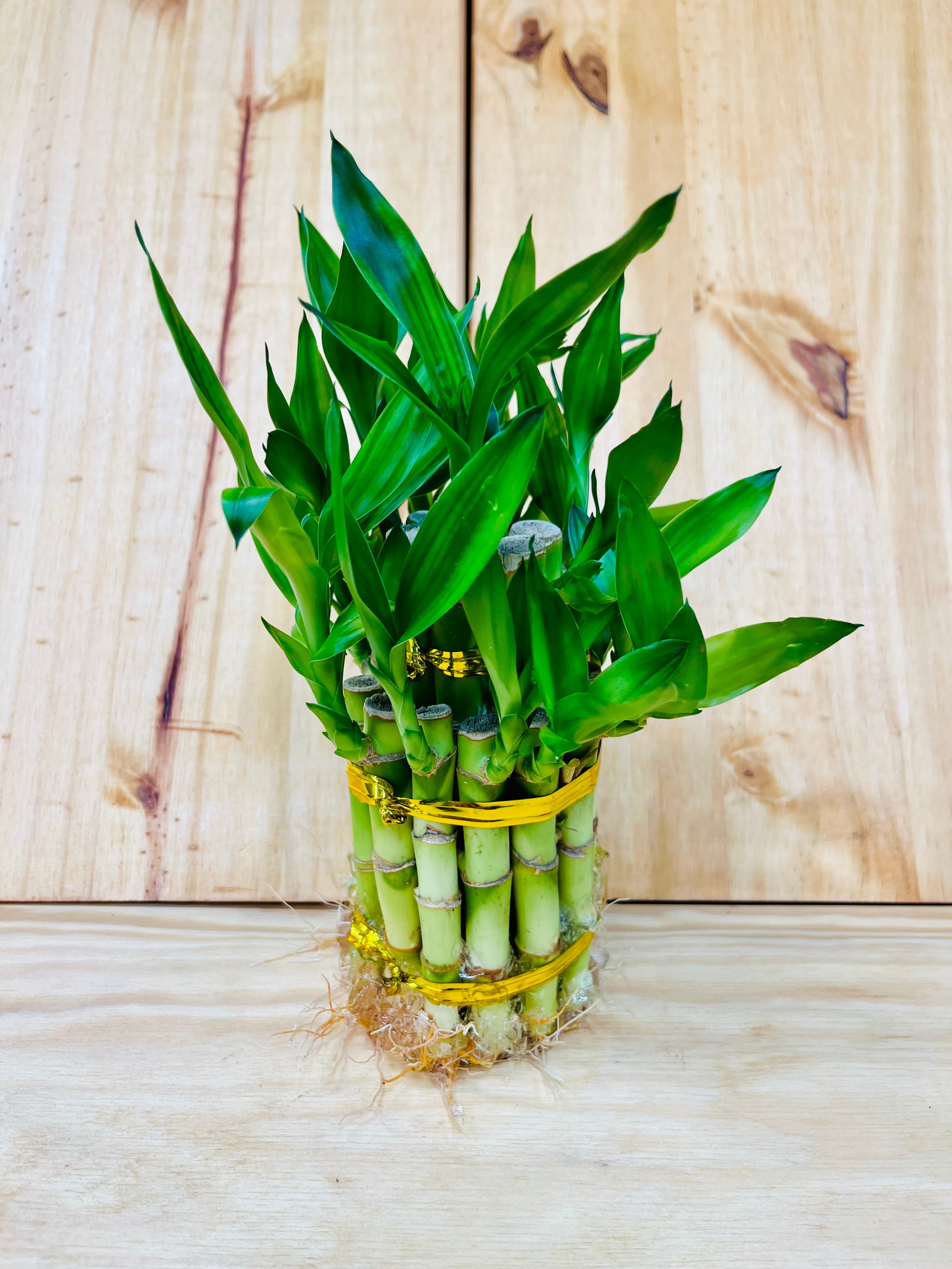 Live Lucky Bamboo Two Tier Tower - Walmart.com
