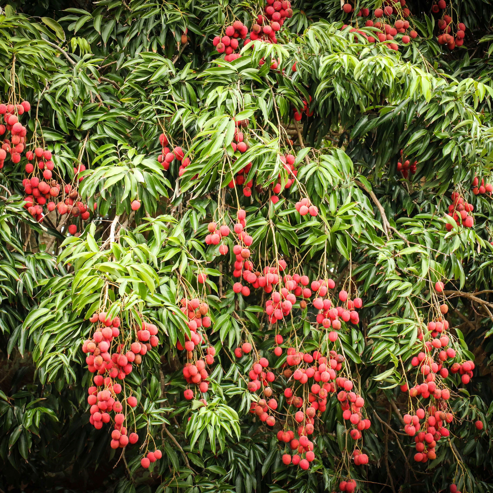 Live Lychee Tree for Outdoor Garden, Sweet Litchi Tropical Fruit Plant ...