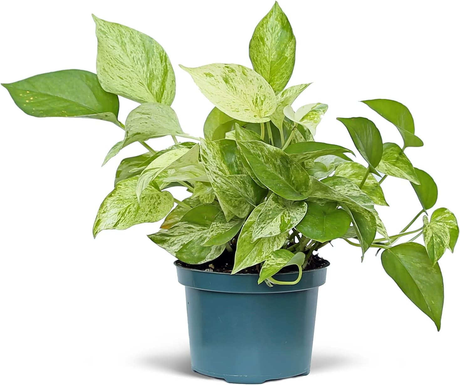 Live Marble Queen Pothos, Variegated Pothos, Plant Lover Gift, Birthday ...