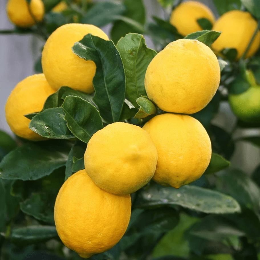 Live Meyer Lemon Bush Yellow Lemon Fruit Tree Plant 5-10 Inch Tall 4 ...