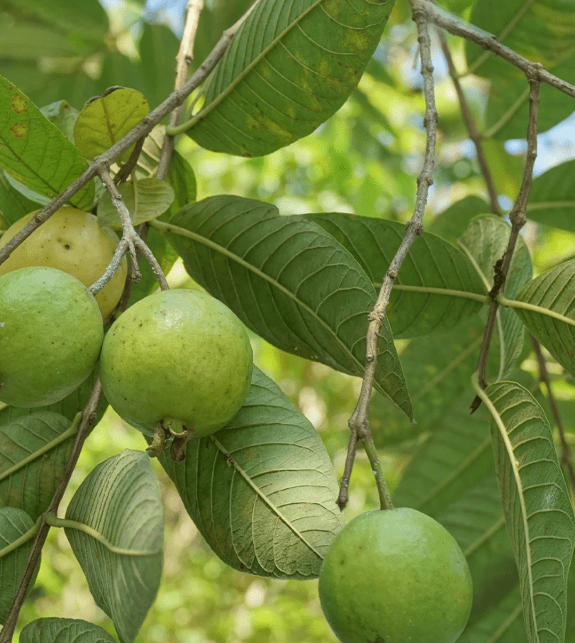 Live Micro Leaf Guava Fruit Tree Minature Guavas Plant RARE PLANT ...