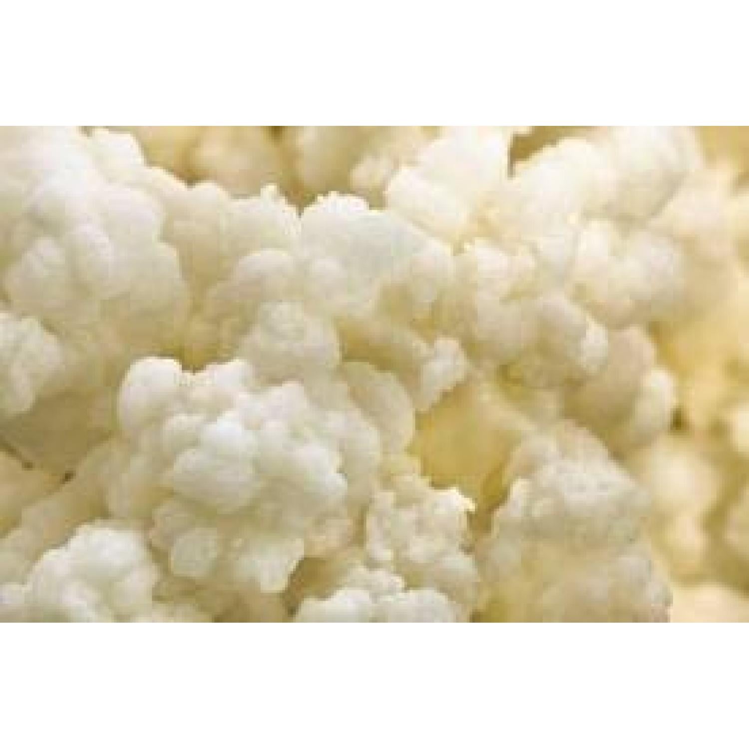 Live Milk Kefir Grains - Live Probiotic Culture - Walmart.com