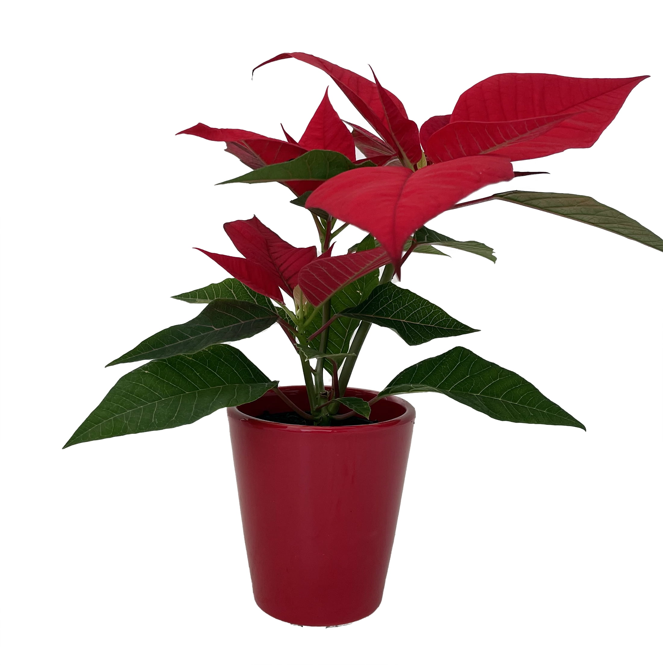 Live Mini Poinsettia Plant in 3" Red Ceramic Planter - Great Holiday ...