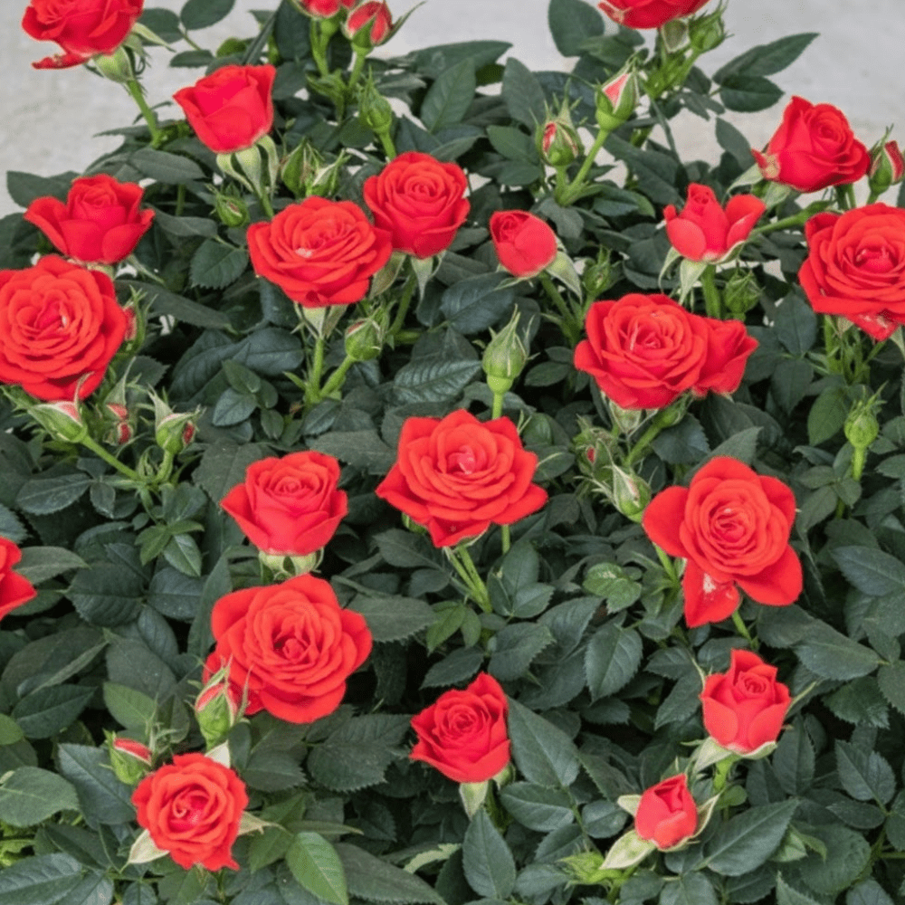 Live Mini Rose Plant, 4 - 6 Inch Tall, Vibrant Red Flowers, Mini Rose ...
