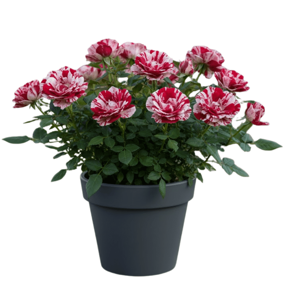 Live Mini Rose Plant in 3 Inch Pot, Well - Rooted Red and Pink Mini ...