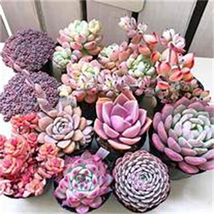 Live Mini Succulent Plants (Random 12 Pack) Assorted Grower's Choice ...