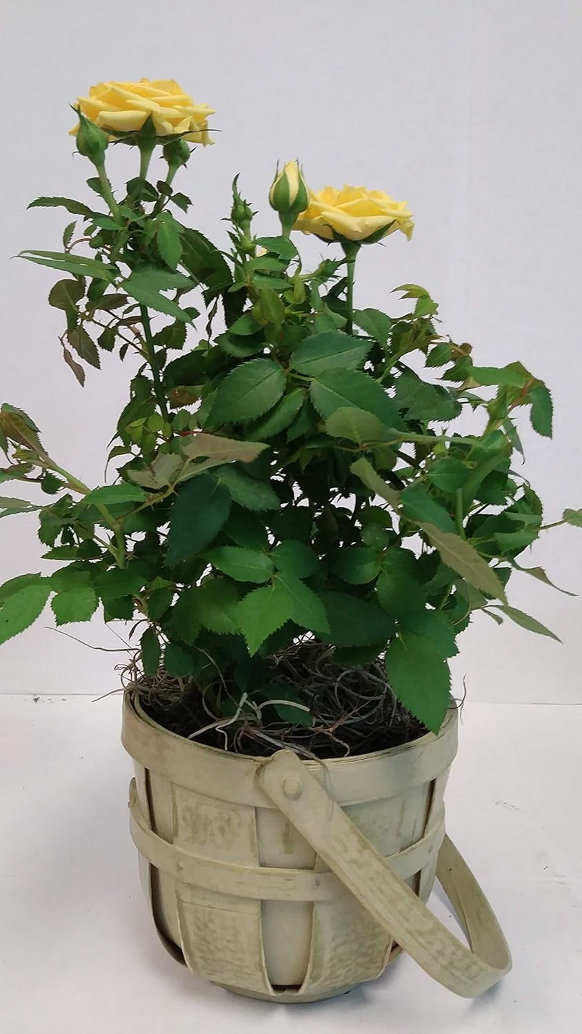 Live Mini Yellow Rose Bush in Green Woven Gift Container - 4 Inch ...