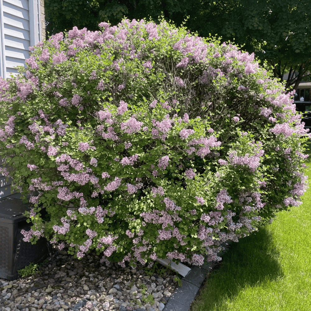 Live Miss Kim Lilac Bush Tree, Lilac Flowering Shrub, 8 to 10 Inches ...