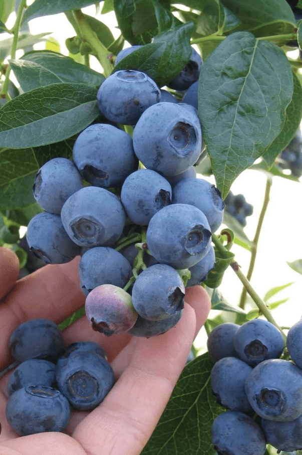 Live Misty Blueberry Plant Northern Highbush Blueberry Tree Vaccinium ...