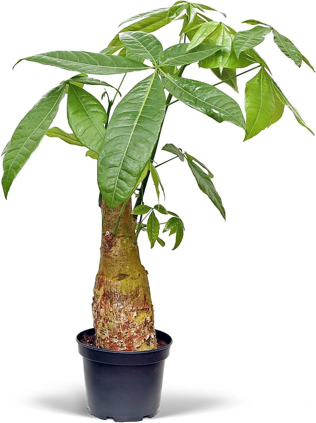 BLOSSOM BOOM GARDEN CENTER 22" Money Tree Live Plants in 6" Pots ...
