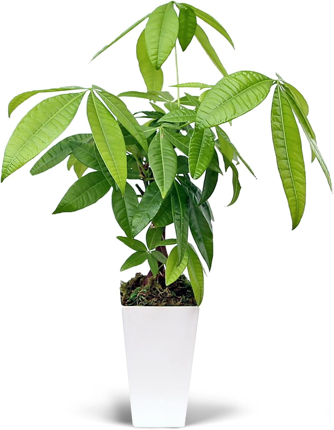Live Money Tree, Pachira Aquatica, Birthday Gift Plant, Christmas Gift ...