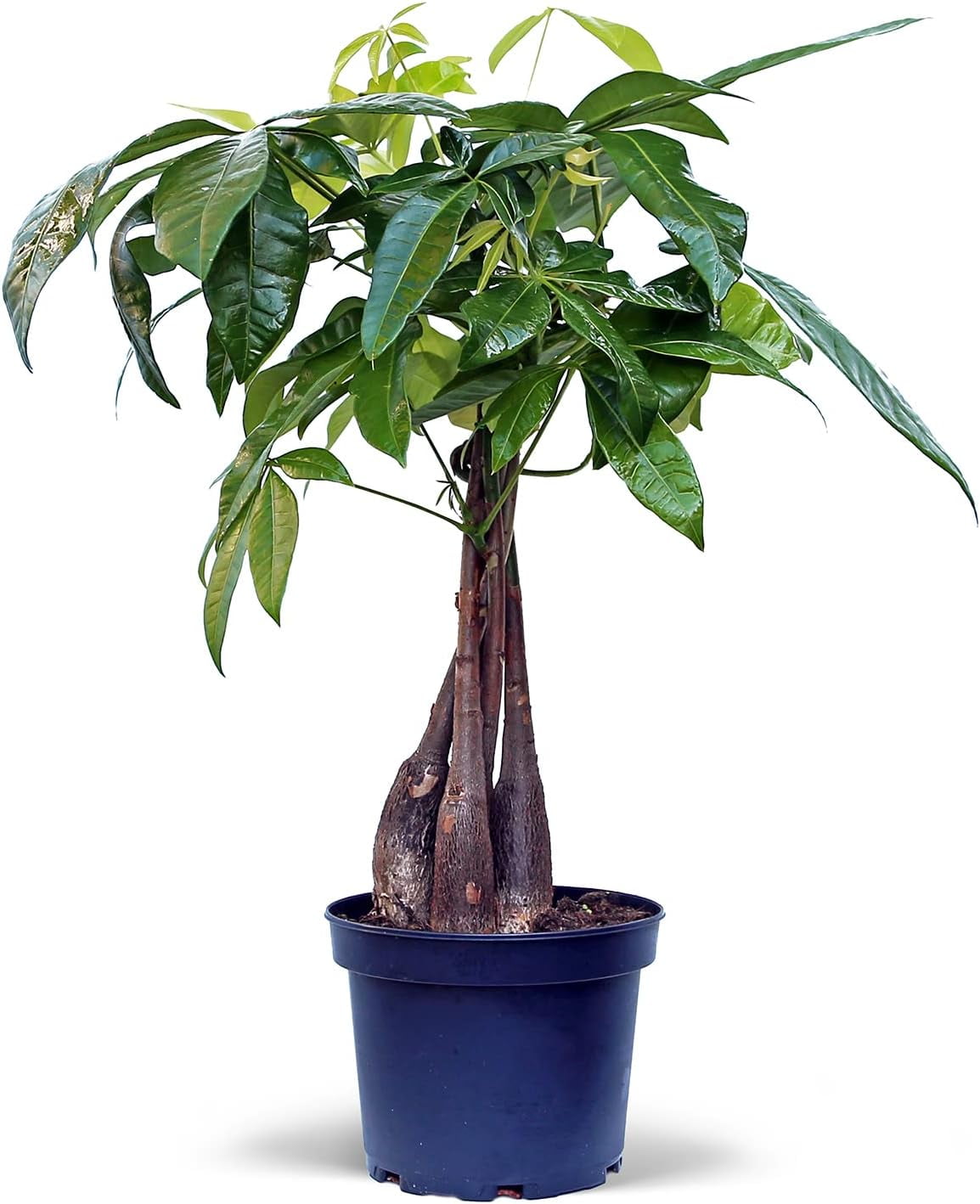 Live Money Tree, Pachira Aquatica, Large Plant, Good Luck Tree, Couples ...