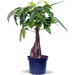 Money Tree Plants in Indoor Plants - Walmart.com