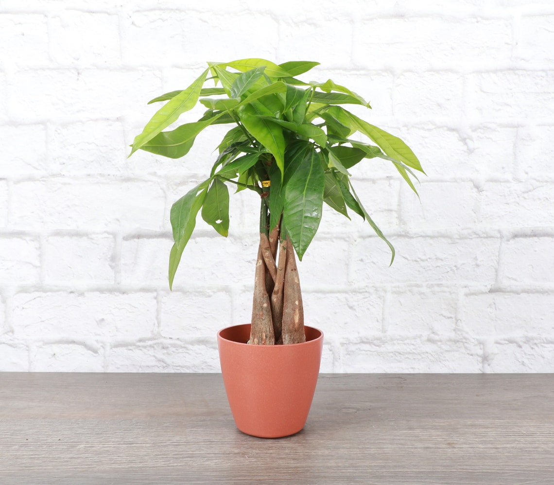 Live Money Tree Plant - 4" Biodegradable Pot - Terra Cotta - Walmart.com