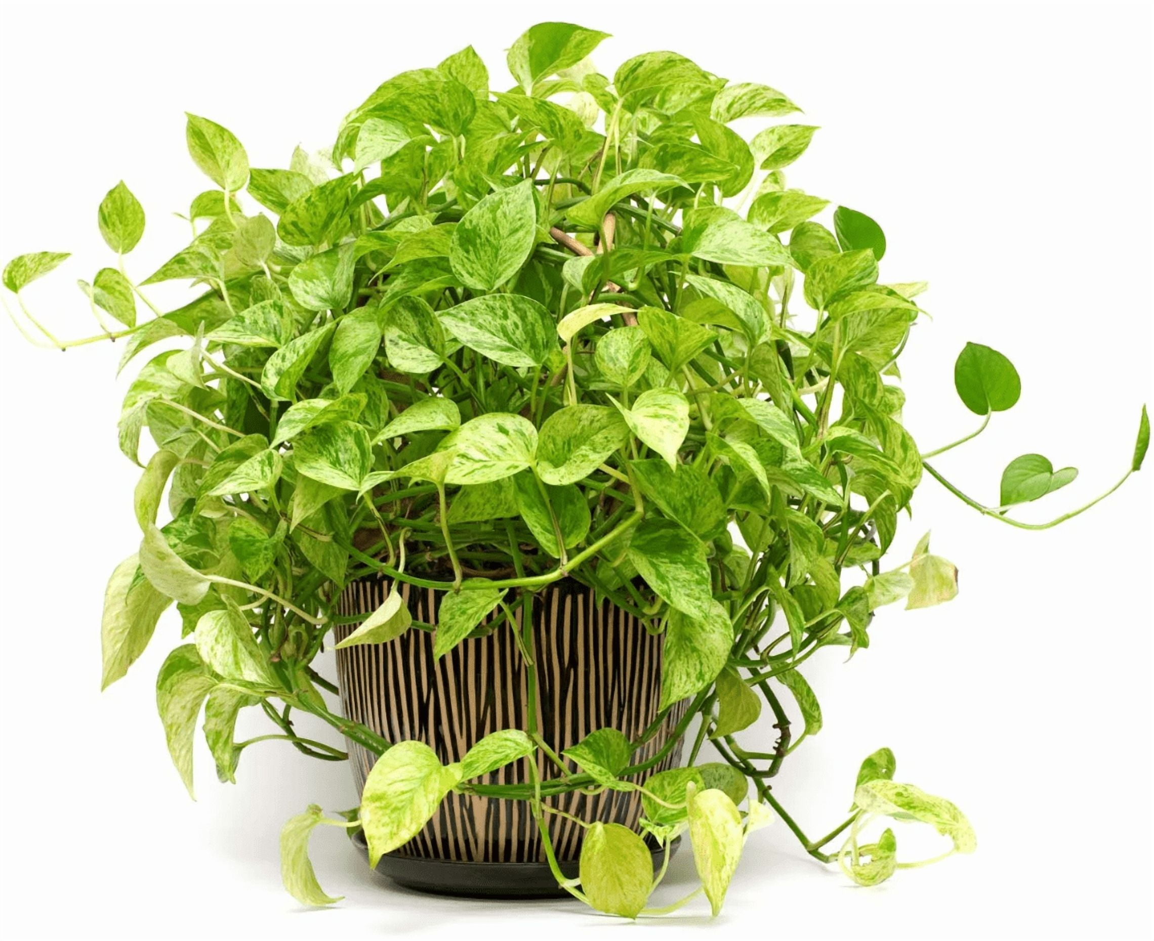 Live Money Tree Plant, Indoor Pachira Aquatica 7 Inch Tall, 6 Inch ...