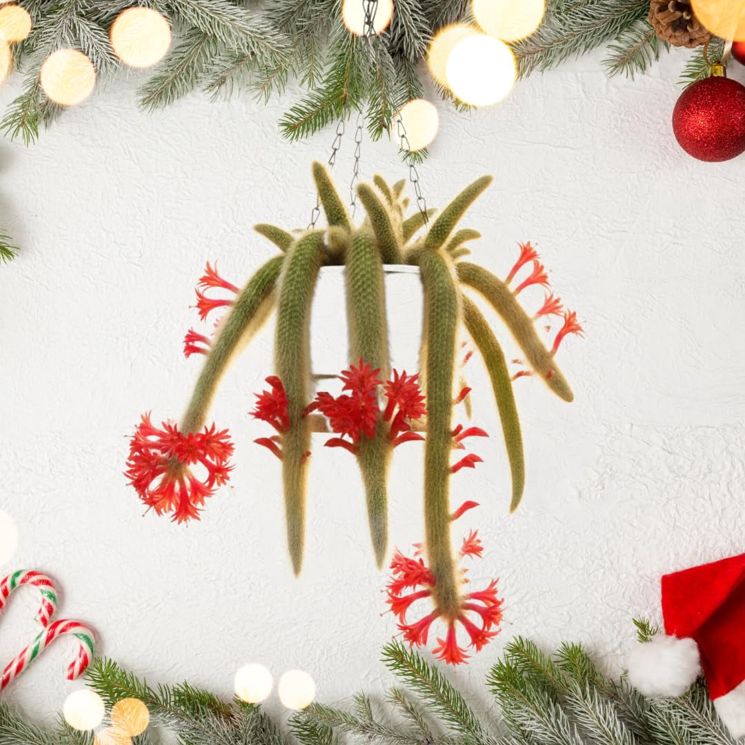 Live Monkey Tail Cactus Plant, Trailing Cactus Succulent, 6-8 Inches ...