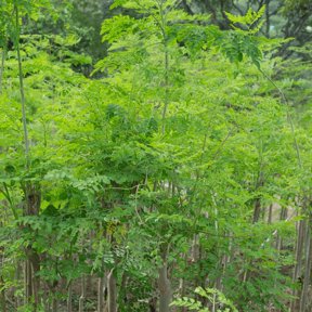 Moringa Plants For Sale