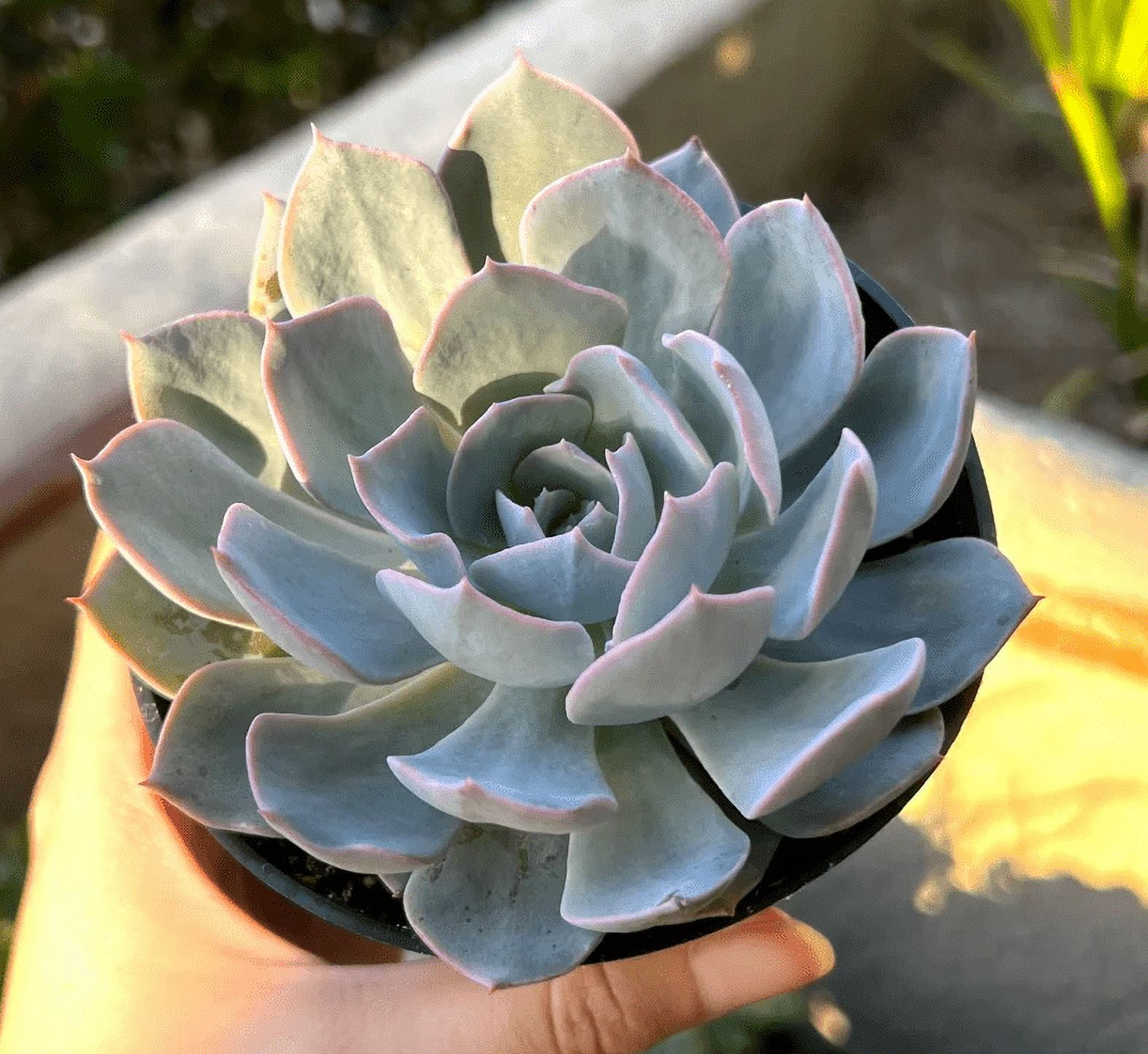 Live Morning Beauty Plant - Echeveria Subsessilis Plant - Rosette ...