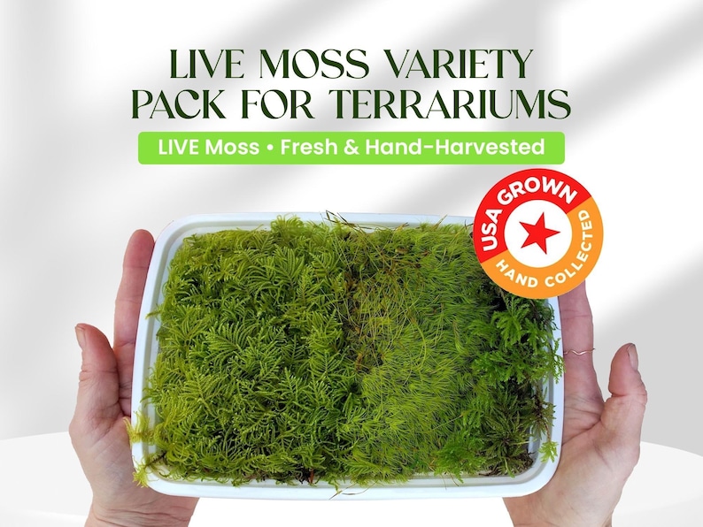 Live Moss Variety Pack for Terrariums – Fresh Live Moss – Natural Green ...