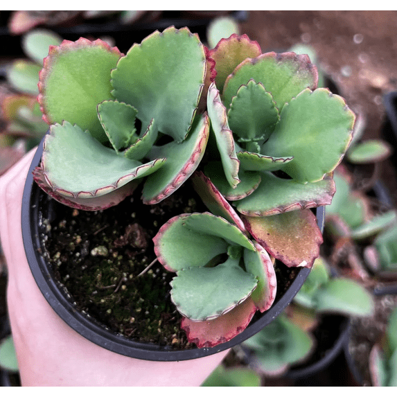 Live Mother of Thousands Plant - Kalanchoe Succulent Plant - Mother Of ...