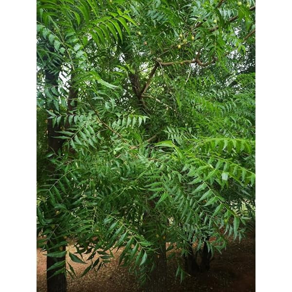 Live Neem Plant, Live Neem Tree, Neem Tree Plant, Neem for Plants, Neem ...