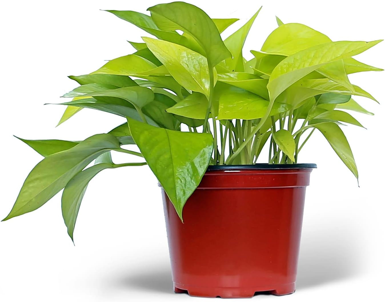 Live Neon Pothos, Birthday Gift, Housewarming Gift for The Home ...