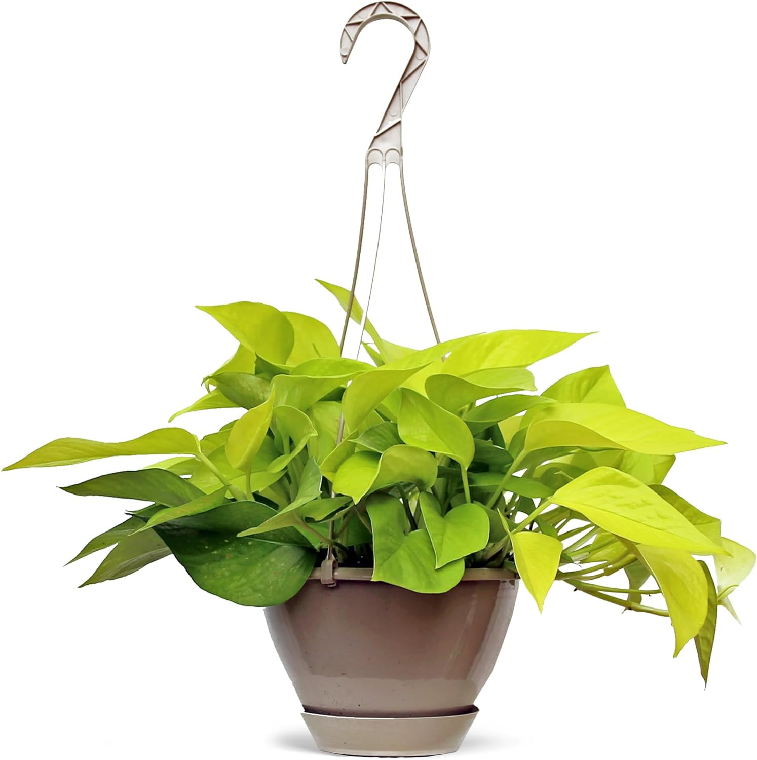 Live Neon Pothos, Birthday Gift, Trailing Indoor Plant, Thank You Gift ...
