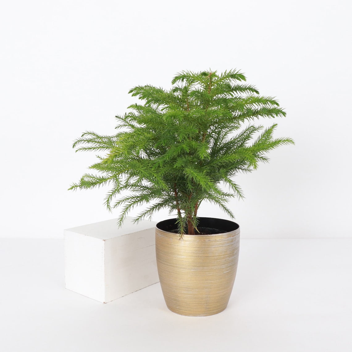 Thorsen's Greenhouse Live Norfolk Island Pine Plant, 4" Decorative ...
