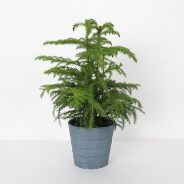 Live Norfolk Island Pine Plant - 4" Decorative Pot, Eco-Friendly ...