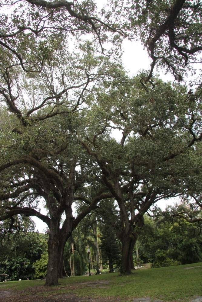 Live Oak Quercus Virginiana Shade Tree, Starter Plant - Walmart.com