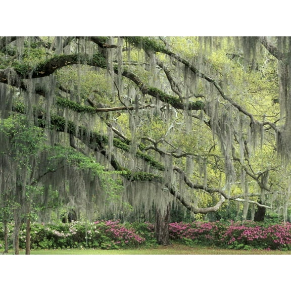 Abbot, Henry L. 32x22 Gold Ornate Wood Framed with Double Matting ...