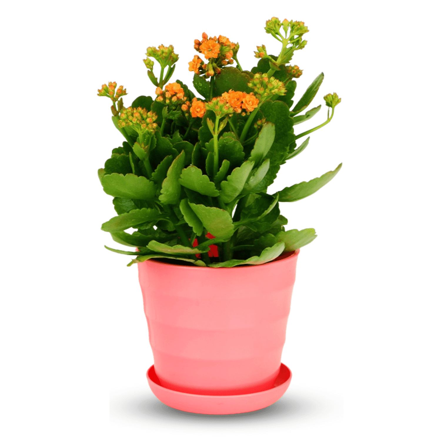 Live Orange Double Kalanchoe Flowers Plant, Calandiva Succulent 4-6 ...