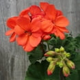 Live Orange Geranium Plant, 3 to 6 Inch Tall Geranium Plant Live ...