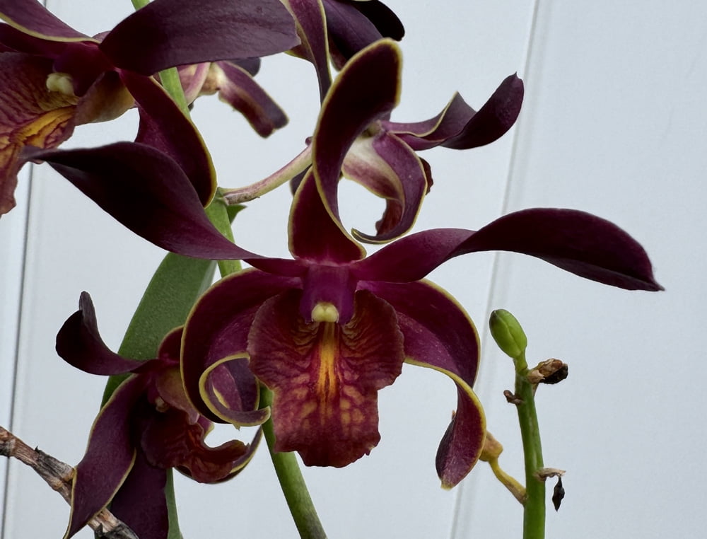 Live Orchid Plant IN SPIKE! 4" Dendrobium. Orchids from Florida ...