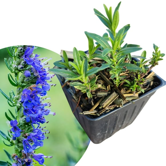 Hyssop Plant