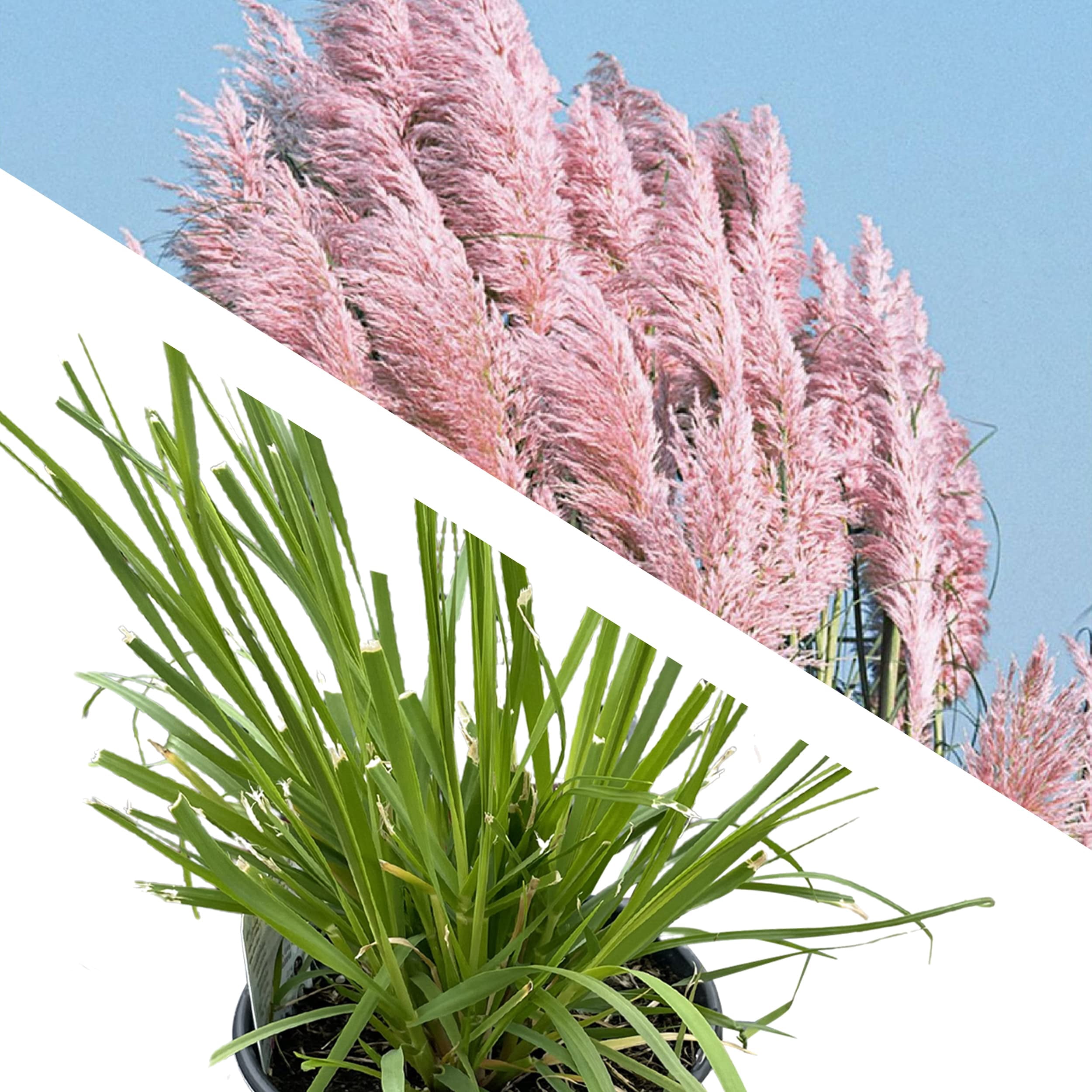 Live Ornamental Perennial Grass - Pink Pampas - Showy Accent Plant - 12 ...