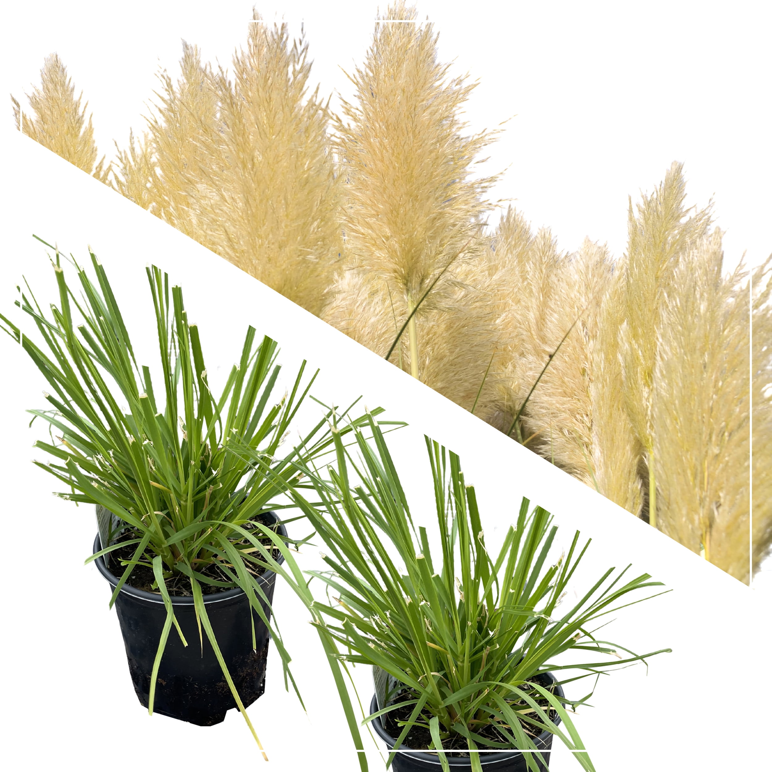 Live Ornamental Perennial Grass - White Pampas (2 Per Pack) - Showy ...