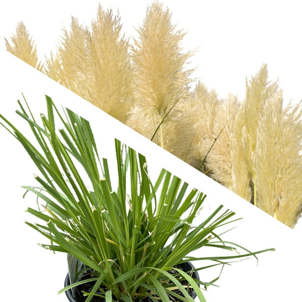 Live Ornamental Perennial Grass - White Pampas - Showy Accent Plant ...